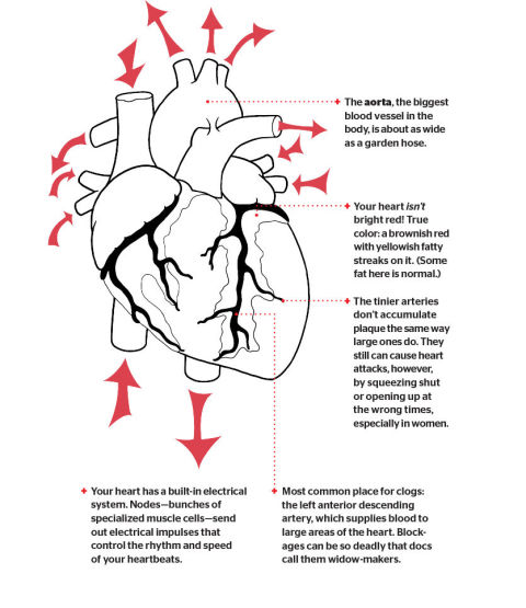 Your Heart: The Inside Story - A Day in the Life of Your Heart